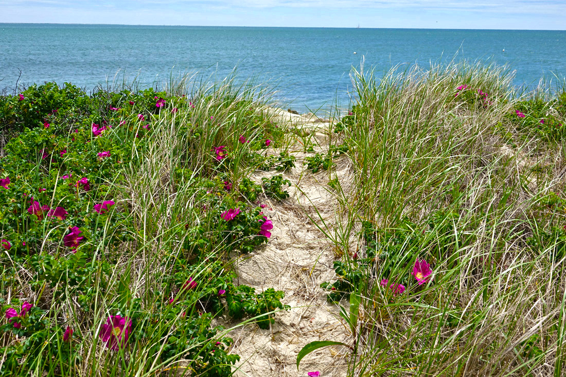 Rosa Rugosa Beach