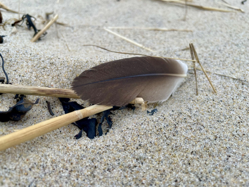 Sunday photo essay: Sesuit Neck & Quivet Neck - CapeCod.com