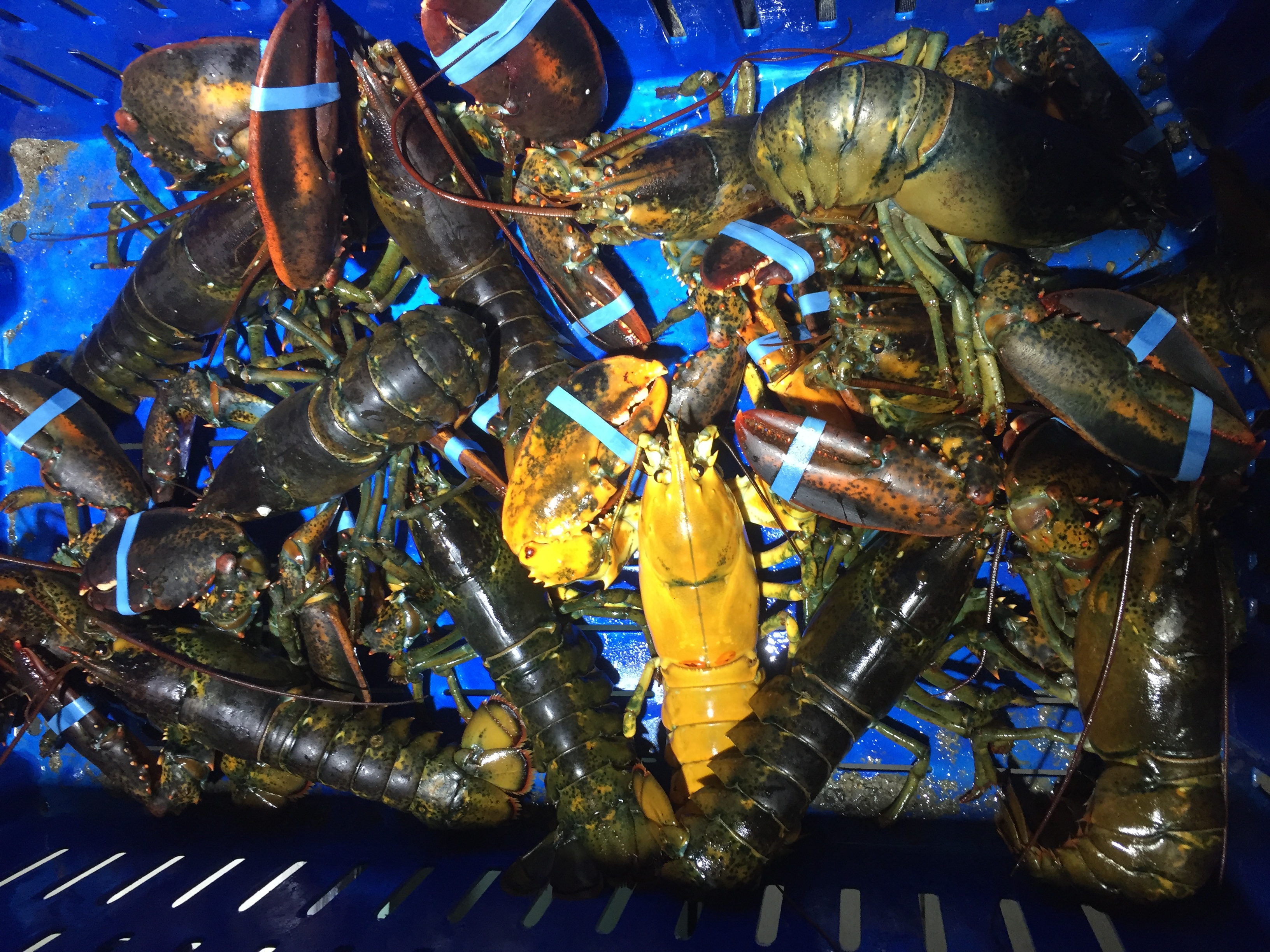 Rare yellow lobster caught off Provincetown