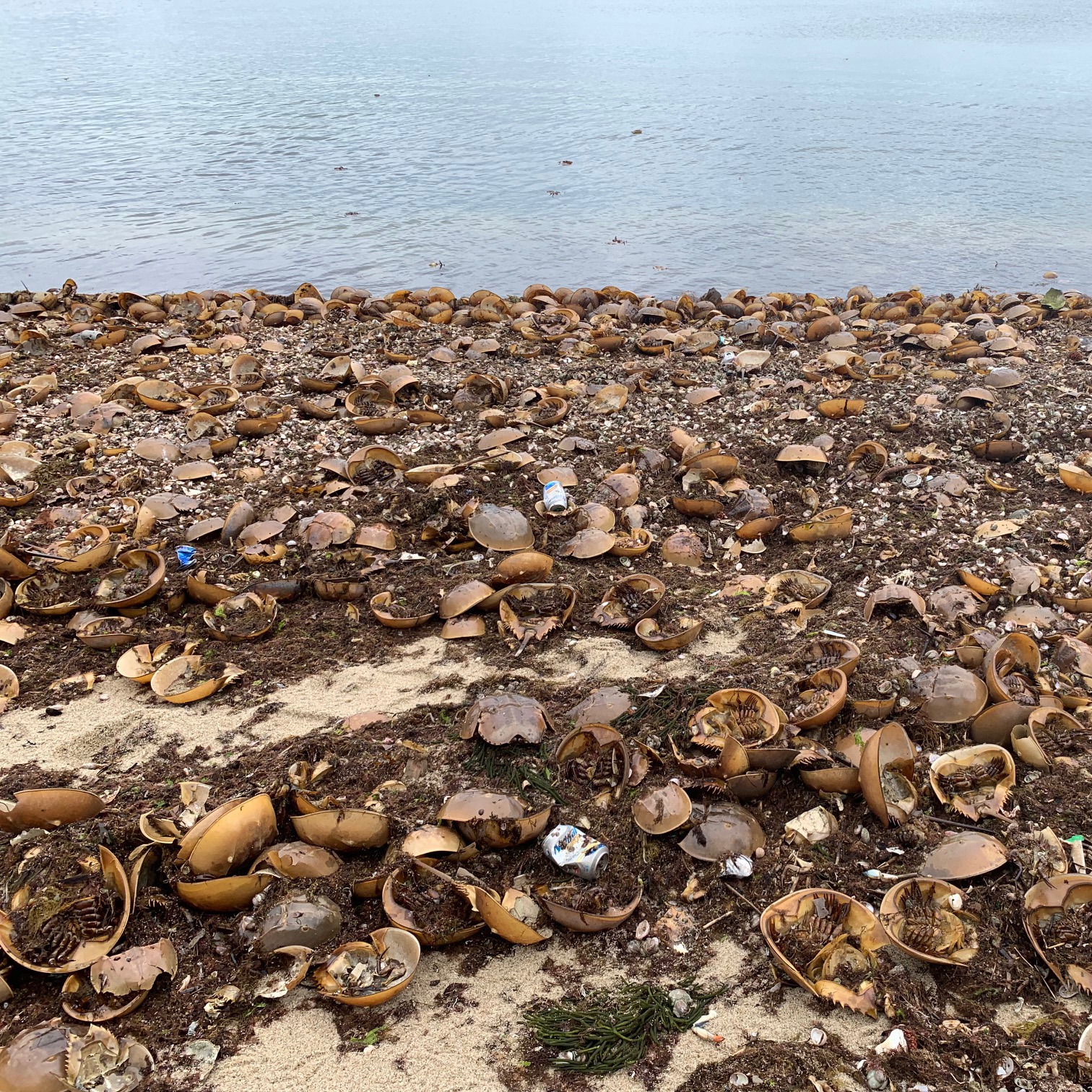 State provides reassurance after molted horseshoe crab shells cause ...