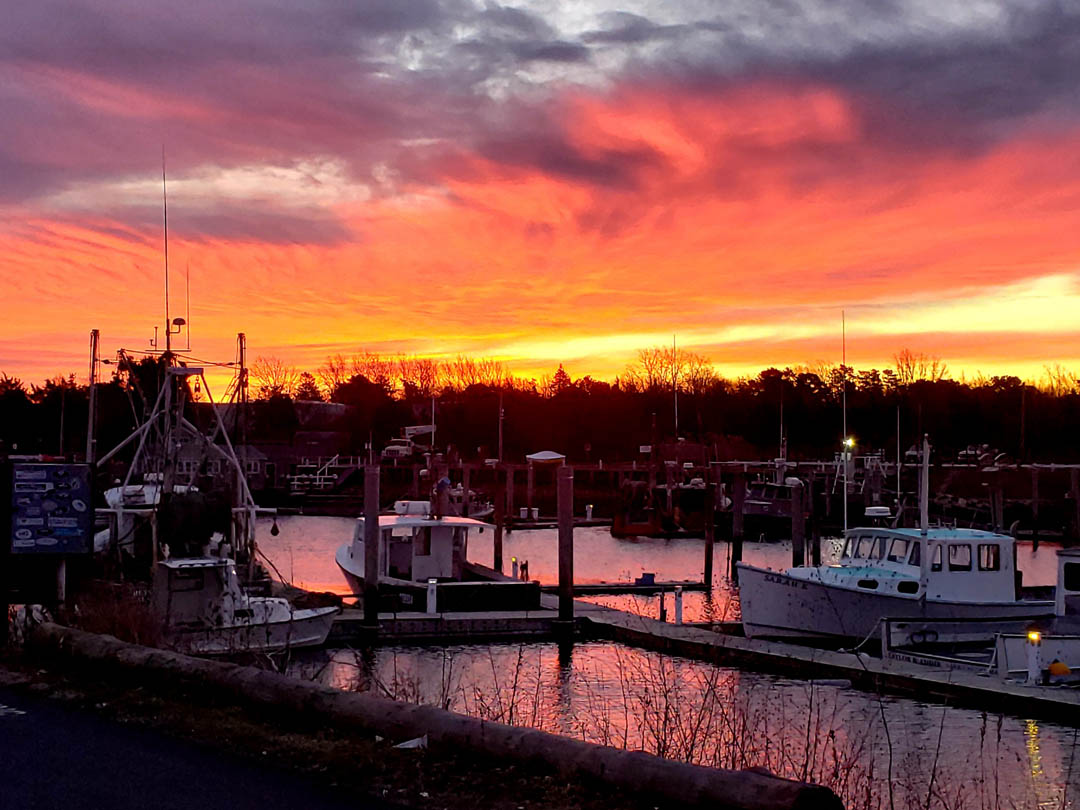 Researchers to Investigate Sandwich Marina for New Invasive Species ...