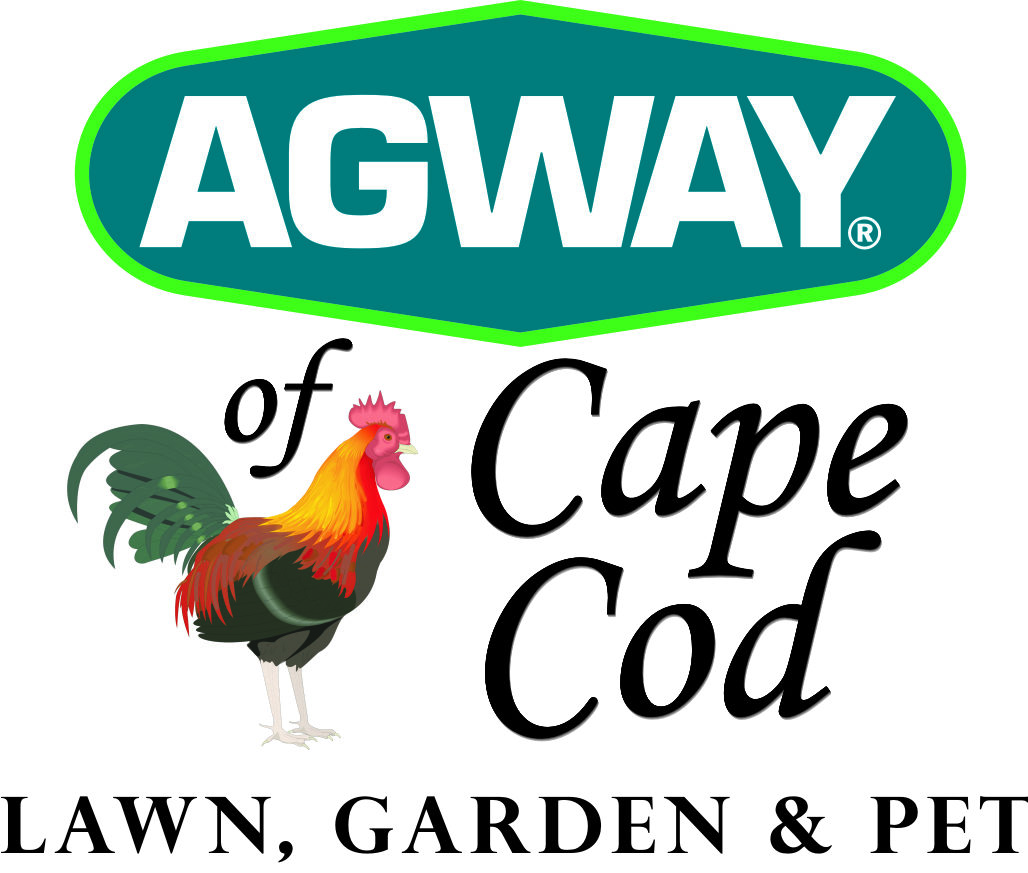 Will You Help Phoenix Find a Home on the Cape?