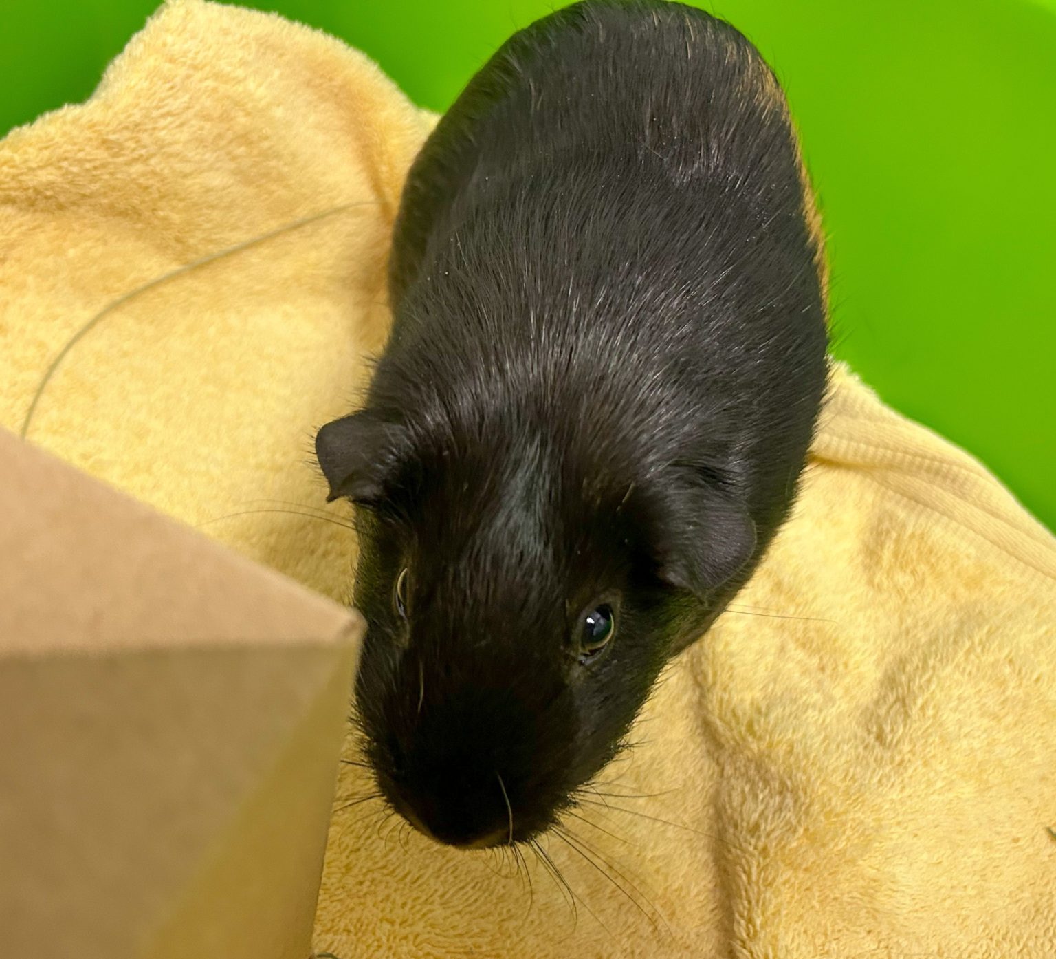 Waggin' Wednesday: Blair The Guinea Pig Is Hoping For A New Home In The ...