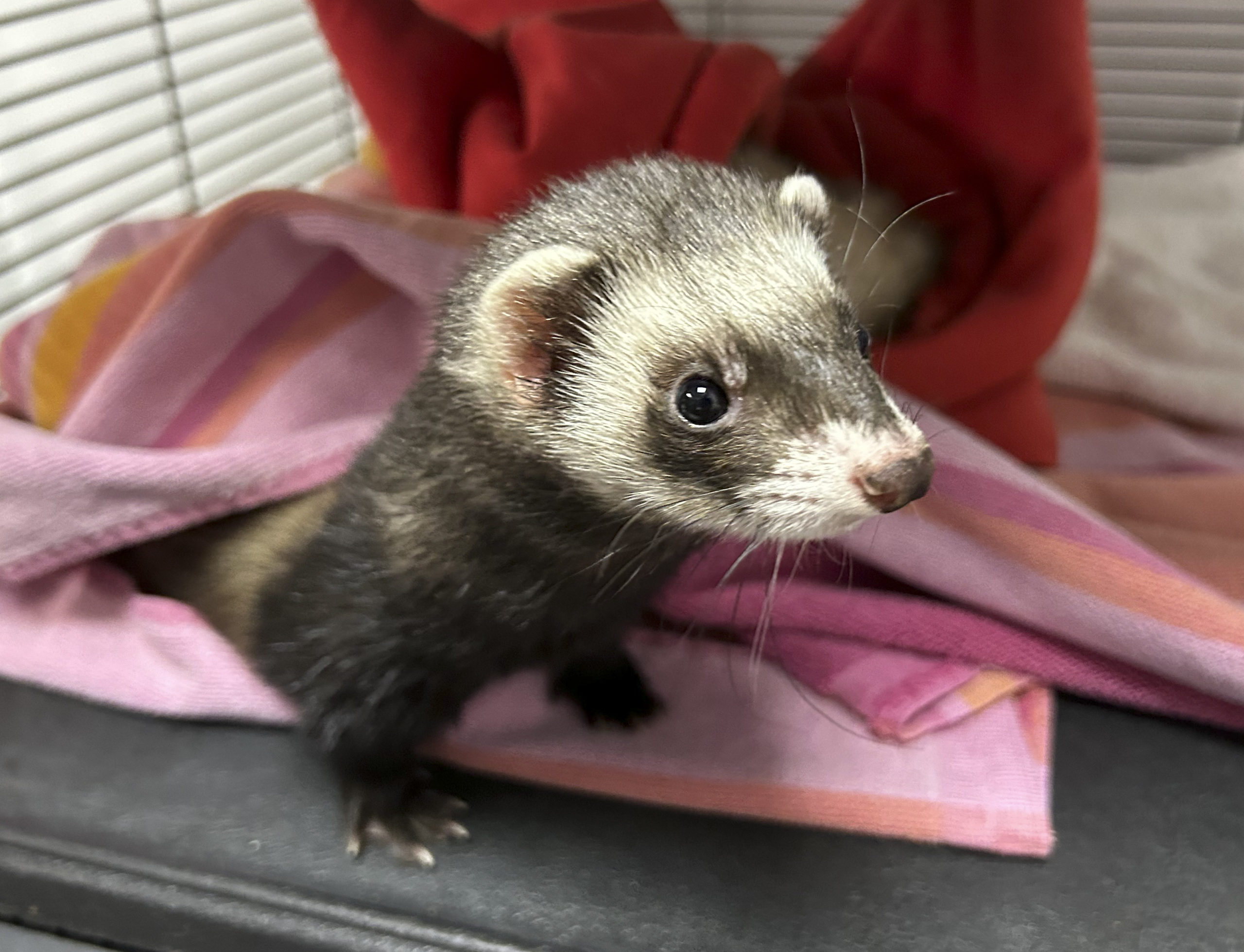 Waggin' Wednesday: Cute, Cuddly and Curious- Meet These Two Friendly ...