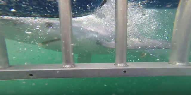 Cape Cod Shark Cage Diving