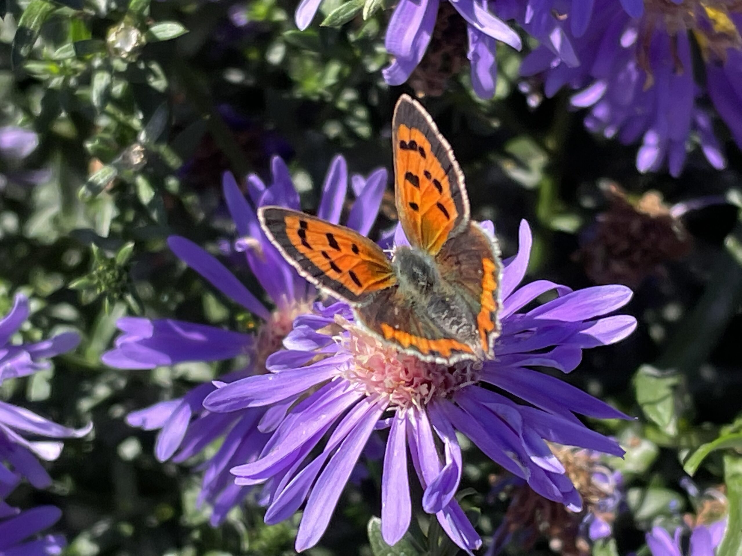 Sunday photo essay: The Colors of Nature - CapeCod.com