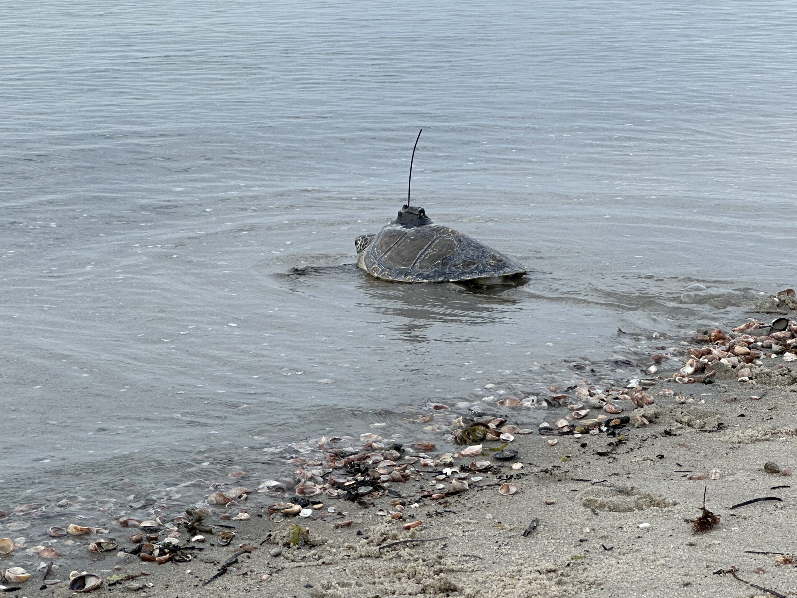 Over two hundred sea turtles already in treatment for hypothermic ...