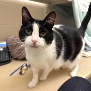 CapeCod.com - Your Source for everything Cape Cod