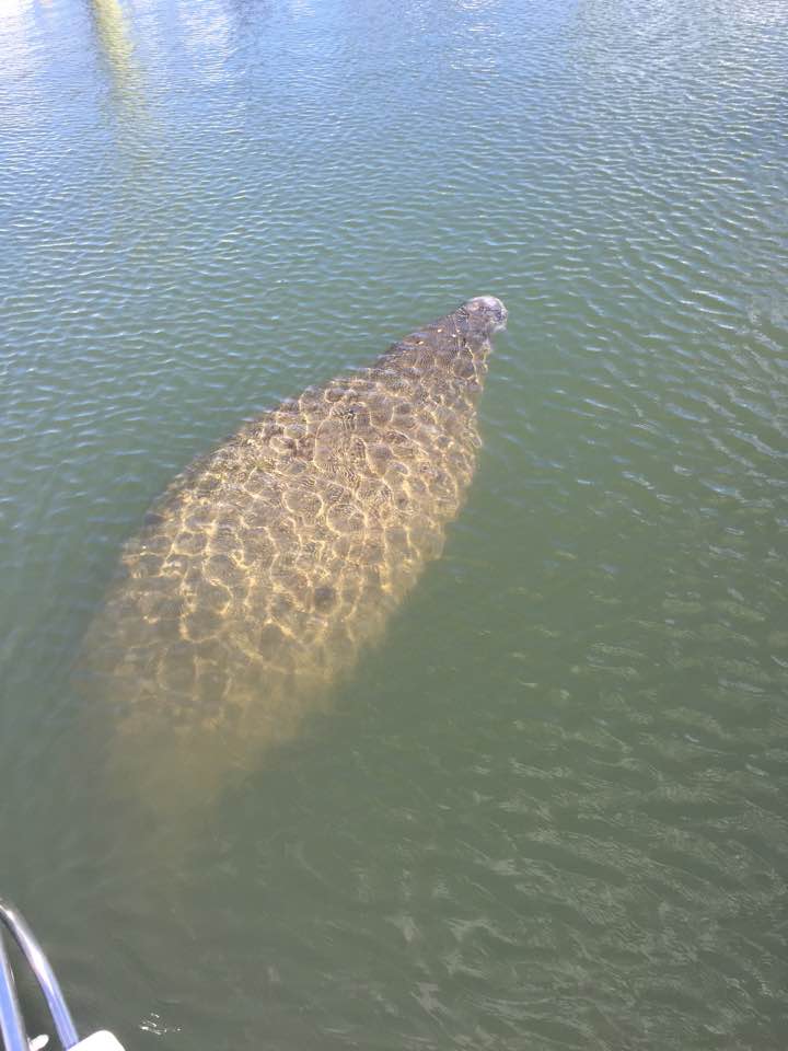 Manatees Cape Verde
