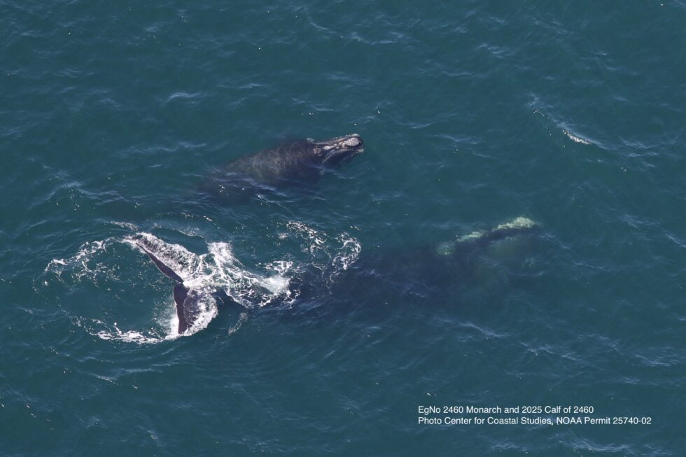 33 right whales sighted in Cape Cod Bay, vessel restrictions in effect ...