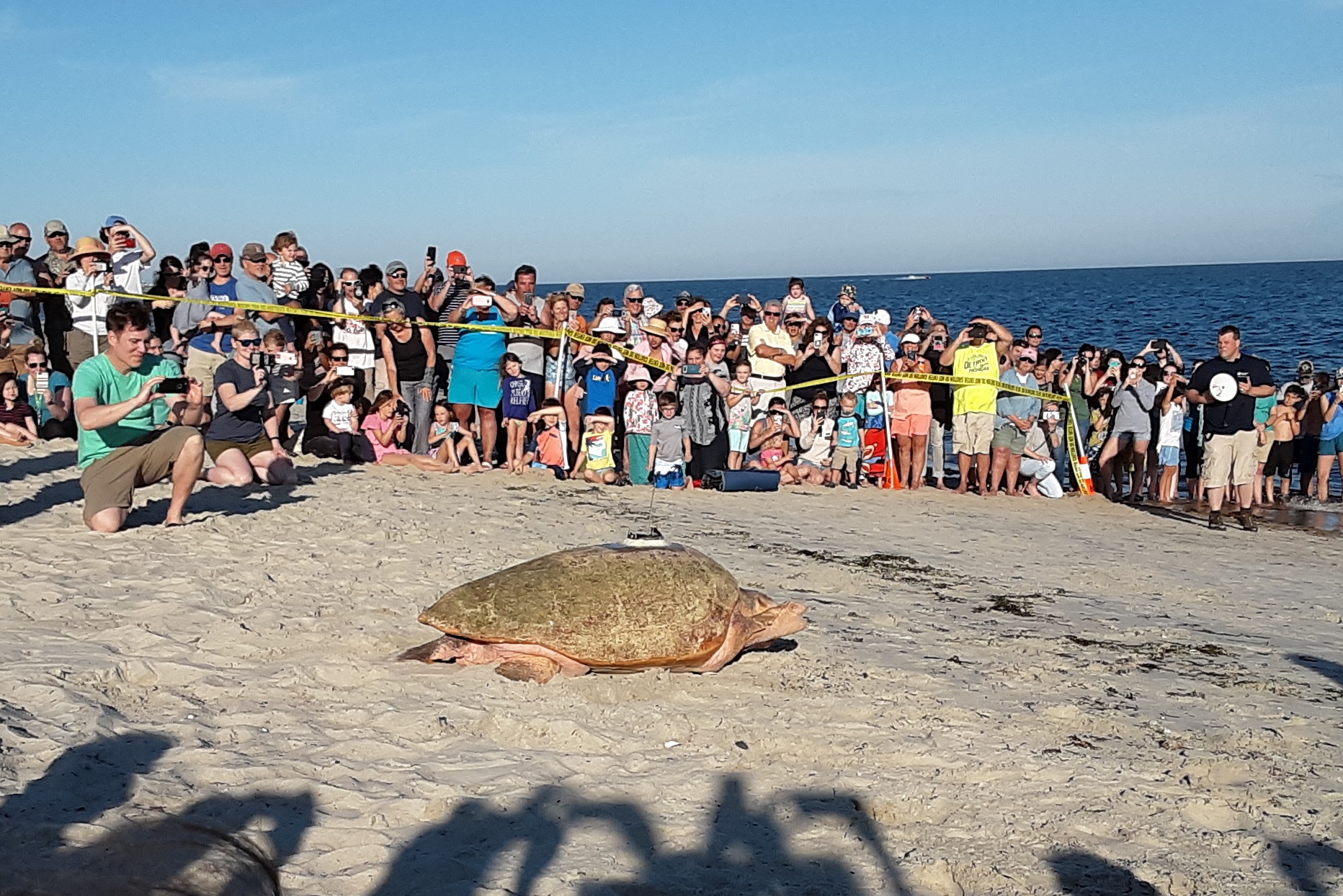 Largest Loggerhead Rescued in New England Released at West Dennis Beach ...