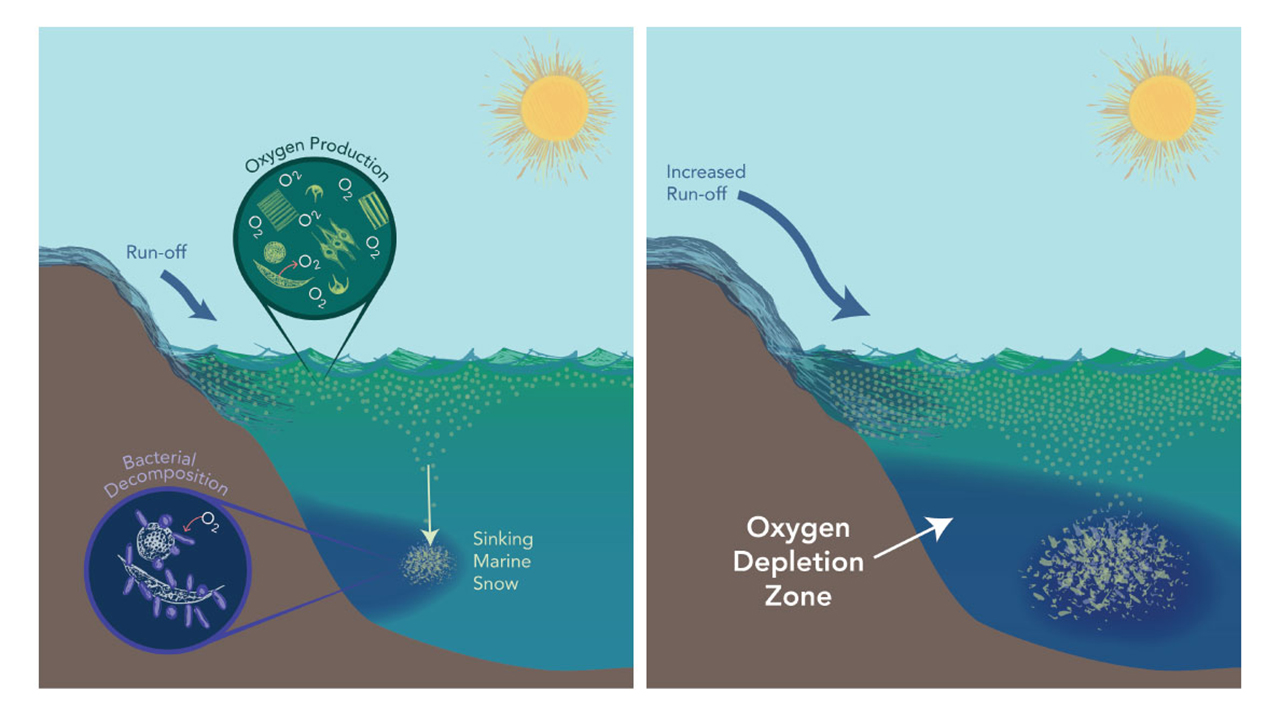 WHOI Research Offers Insight Into Ocean Deoxygenation - CapeCod.com