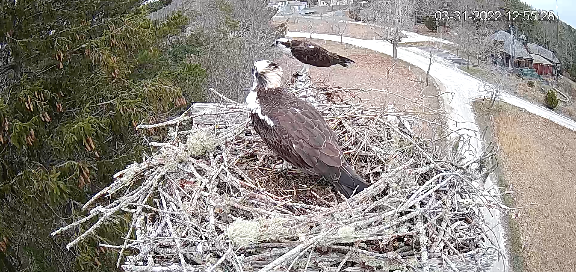 Osprey Cam Cape Cod