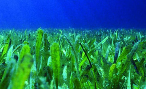 Scientists Struggle to Save Seagrass From Coastal Pollution - CapeCod.com