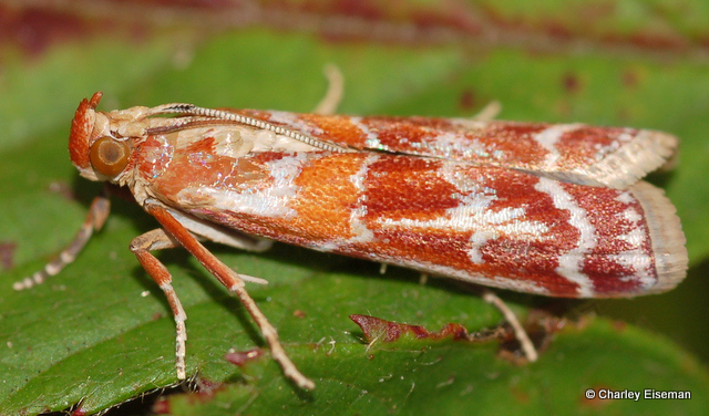 New Species of Insects Discovered on Nantucket - CapeCod.com