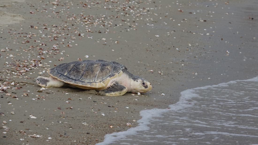 Rehabilitated Sea Turtles Released into Nantucket Sound - CapeCod.com