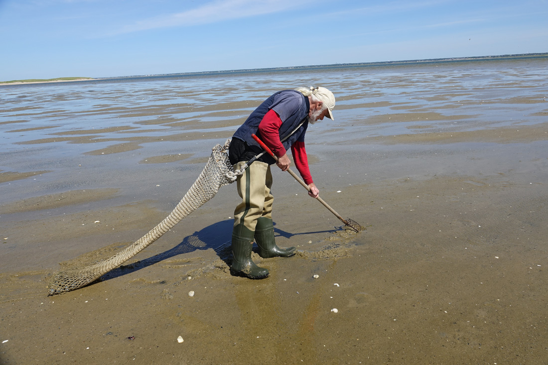A Day On The Water: Clamming on the Monomoy Flats! - CapeCod.com