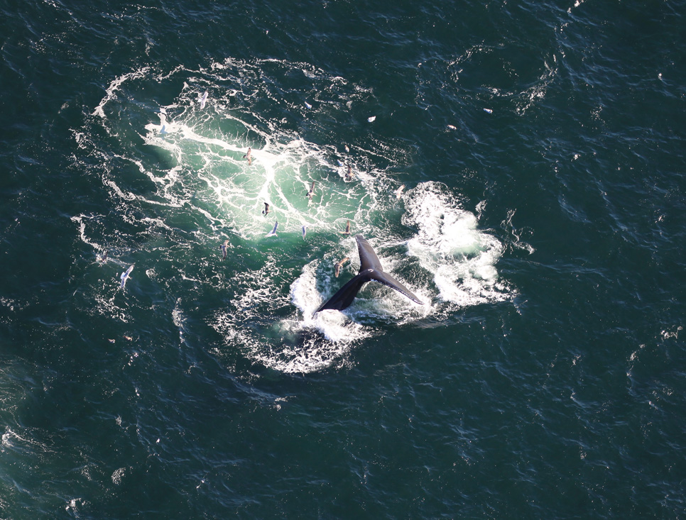 Cool Aerial Photos-Whales & Fall Colors