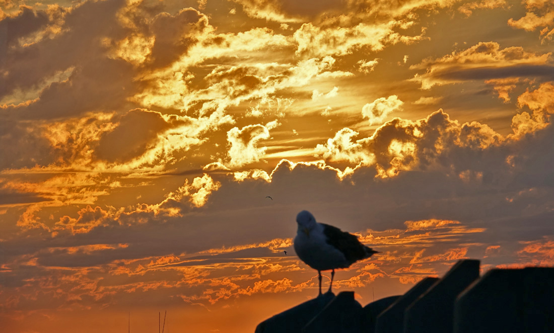 Things to Do This Week on Cape Cod - CapeCod.com