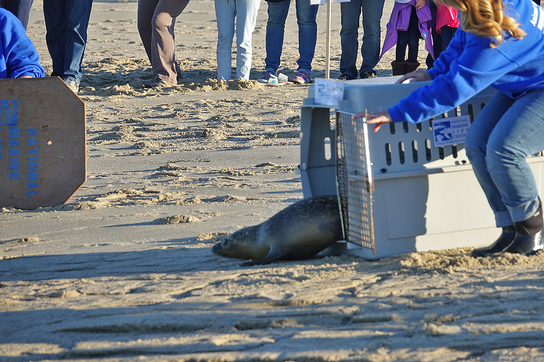 Seal Release Tonight