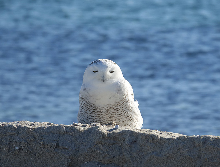 Snowy Owl Migration Gives Scientists Chance to Study Them