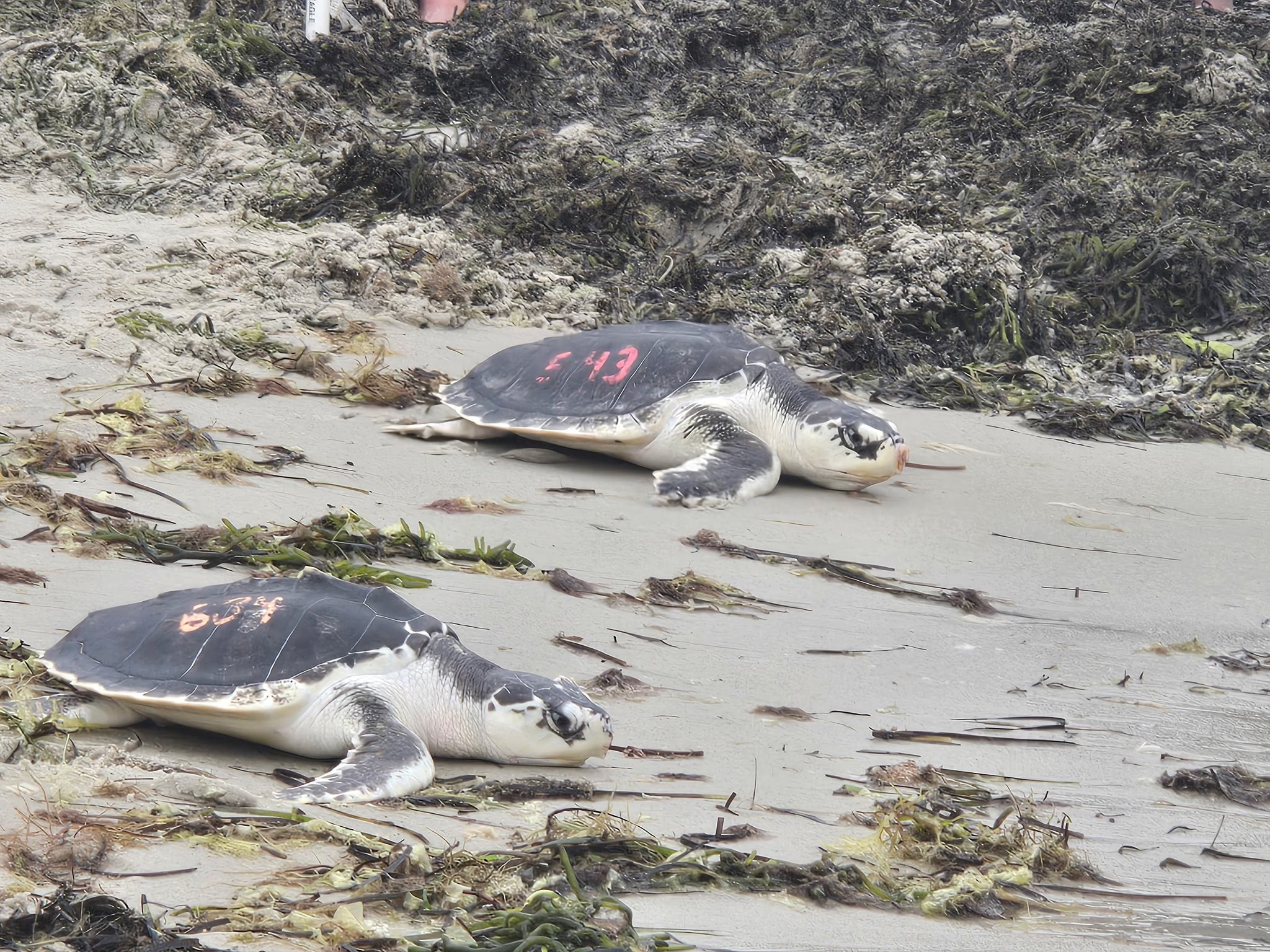 Six rehabilitated sea turtles released into Nantucket Sound - CapeCod.com