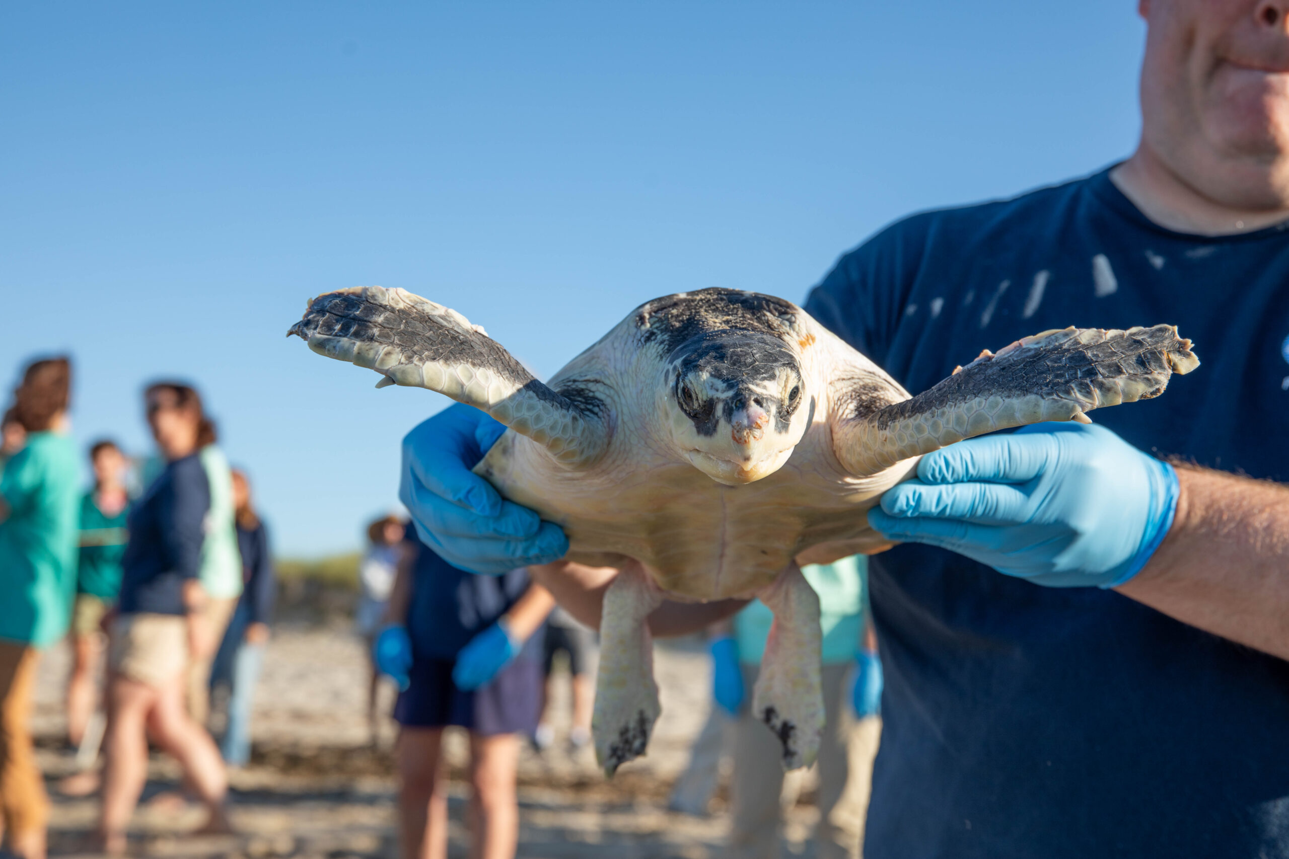 New England Aquarium conducts its fourth sea turtle release of the summer