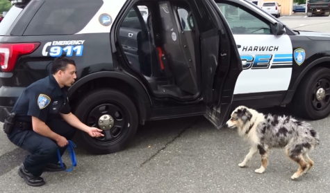 VIDEO: A nice story about a lost dog and a happy reunion - CapeCod.com