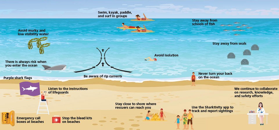 Cape Cod National Seashore Urges Residents & Visitors to be Shark Smart ...