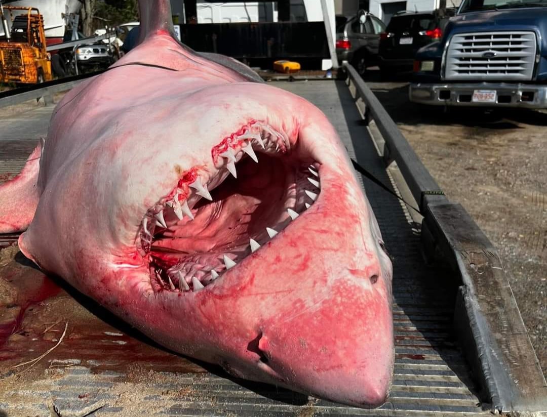 Experts Identify Shark that Washed Up on Orleans Beach - CapeCod.com
