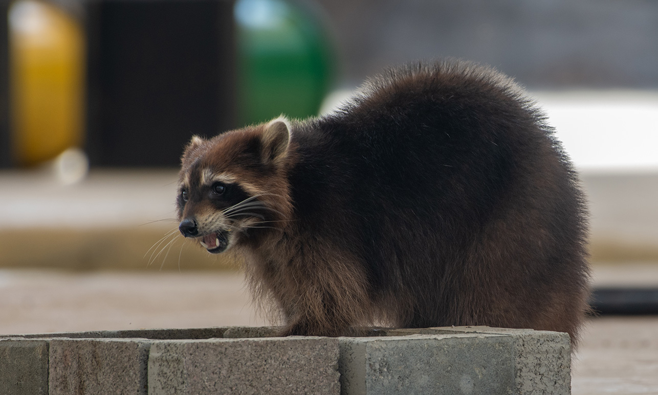 Cape Wide News Archives - CapeCod.com