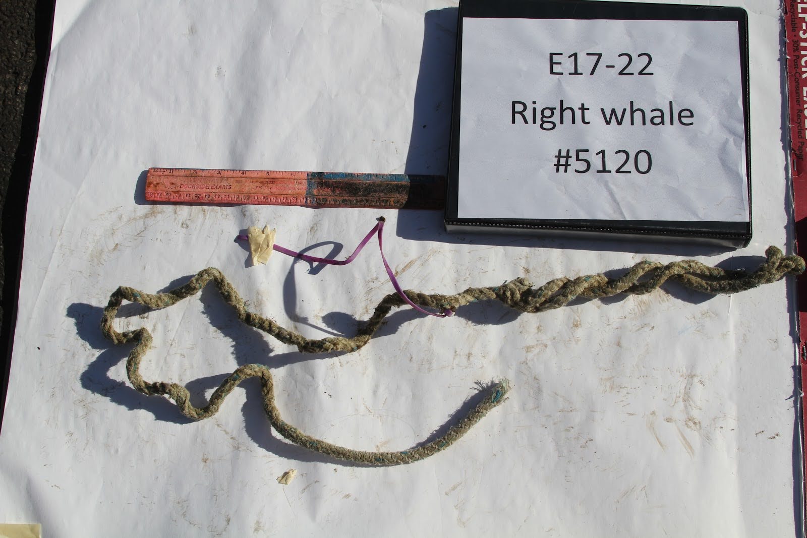 Pictures: Fishing Gear Identified on Martha’s Vineyard Dead Whale