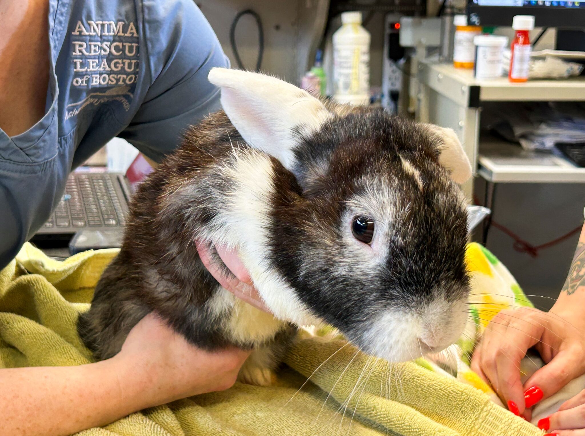 PICS: ARL Caring for Rabbit Found in National Seashore, Reminds Public ...