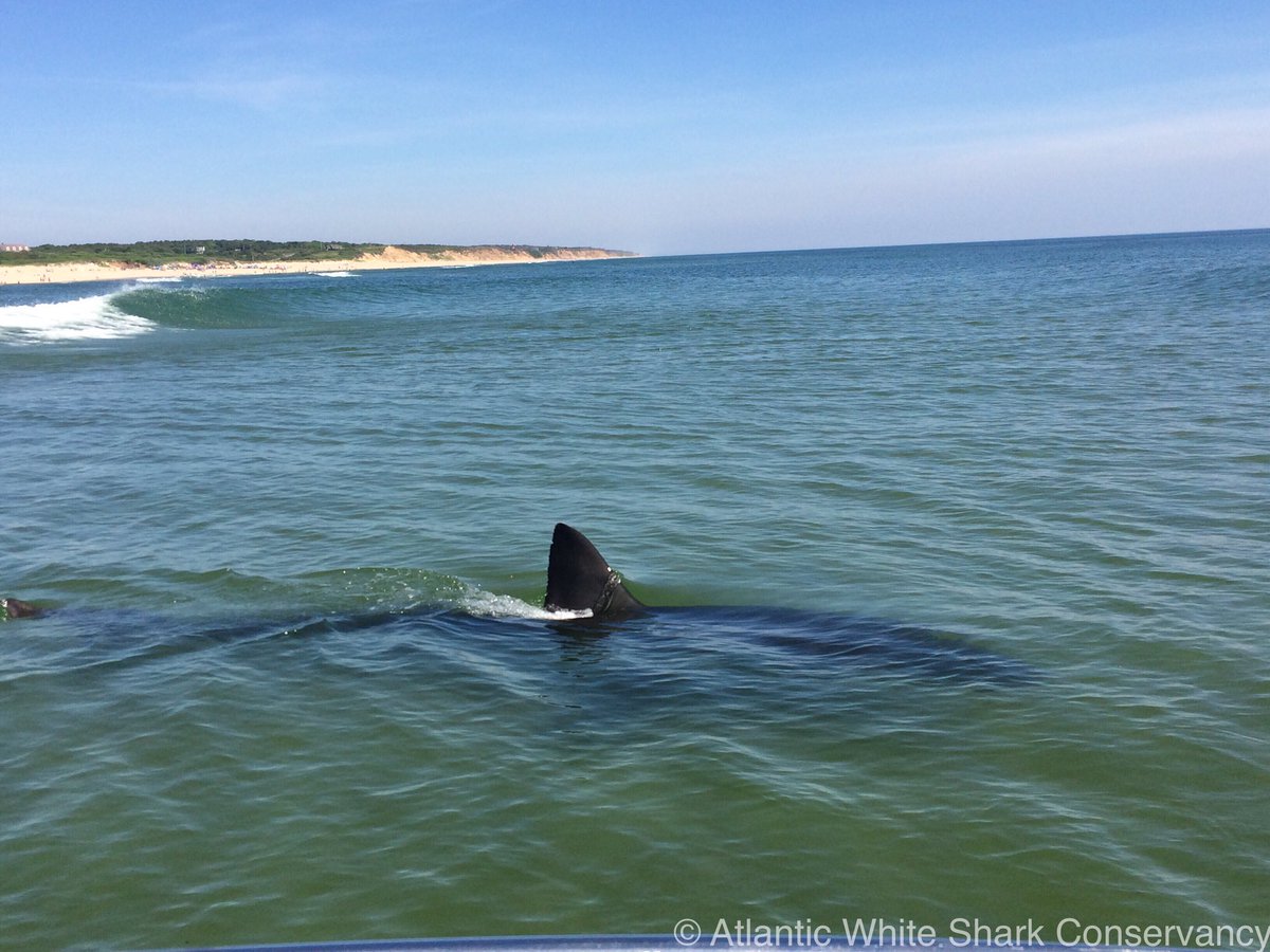 Researchers Tag Two Great White Sharks off Cape Waters - CapeCod.com