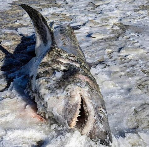 CWN Exclusive: Dead Shark Found on Dennis Beach